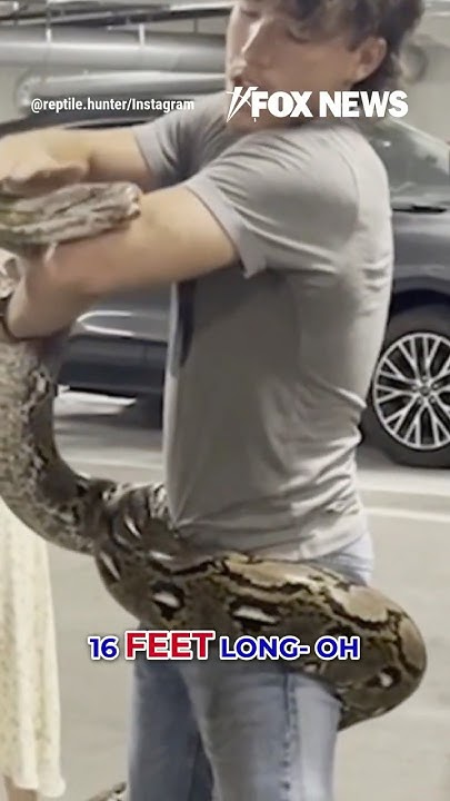MASSIVE 16-foot python found in LA dumpster #shorts #foxnews #news #us ...