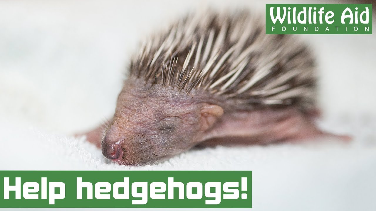 We need your help to save 200 hedgehogs! - YouTube