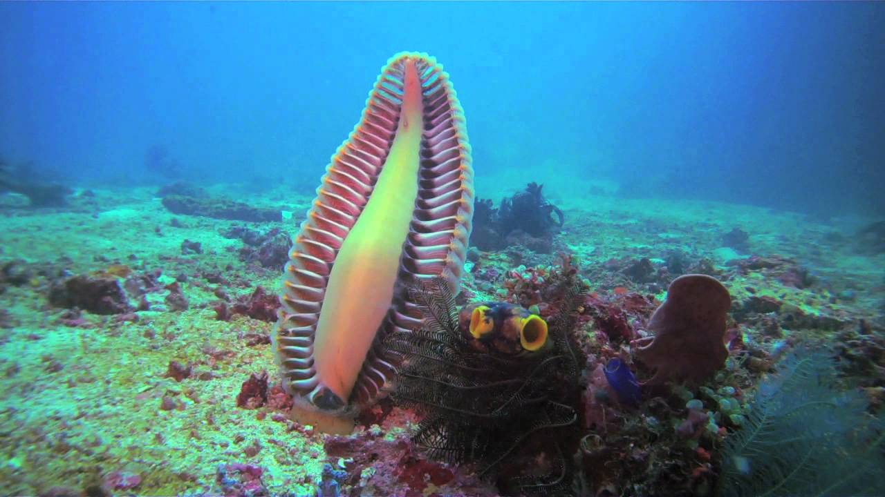 Sea Pen: 2011 Philippine Biodiversity Expedition | California Academy ...