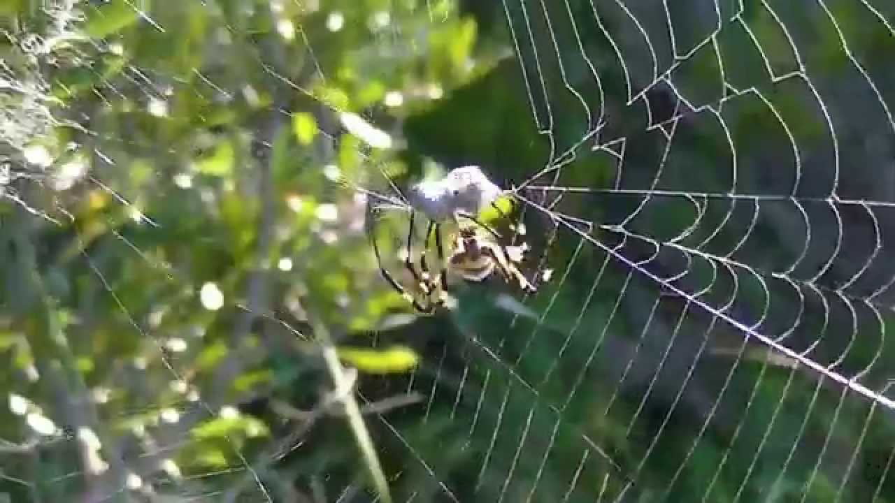 Garden Spiders Attacking Prey - YouTube