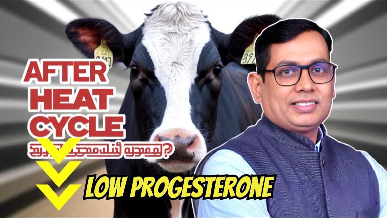 Bleeding Cow after HEAT Cycle: क्या है सही ट्रीटमेंट? - YouTube