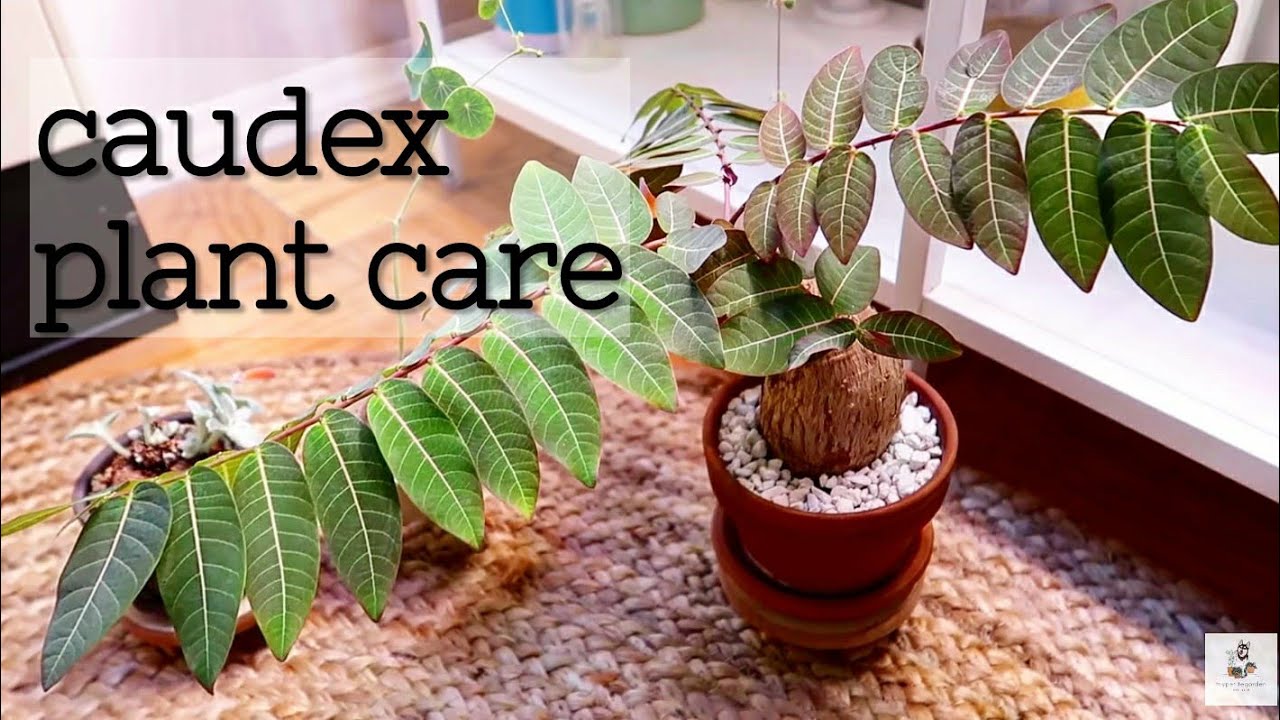 Caudex Plant Care - YouTube