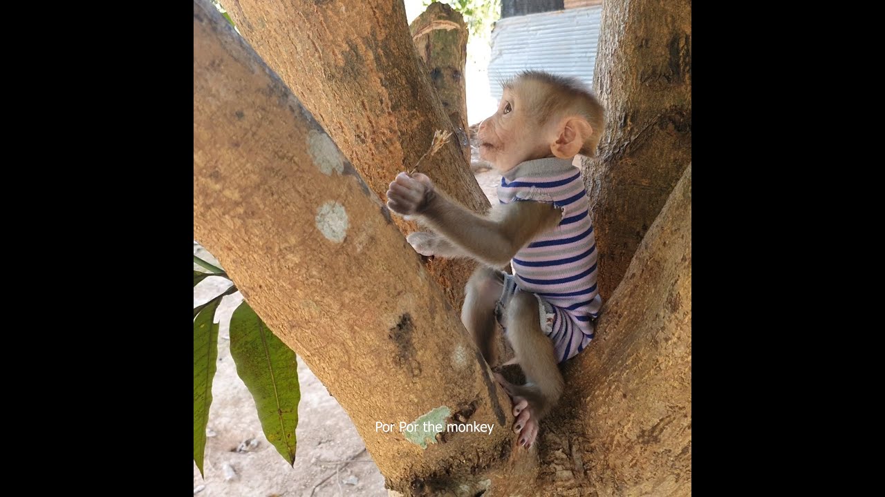 Great ! little Por Por newborn lost hope trying find fruits herself ...