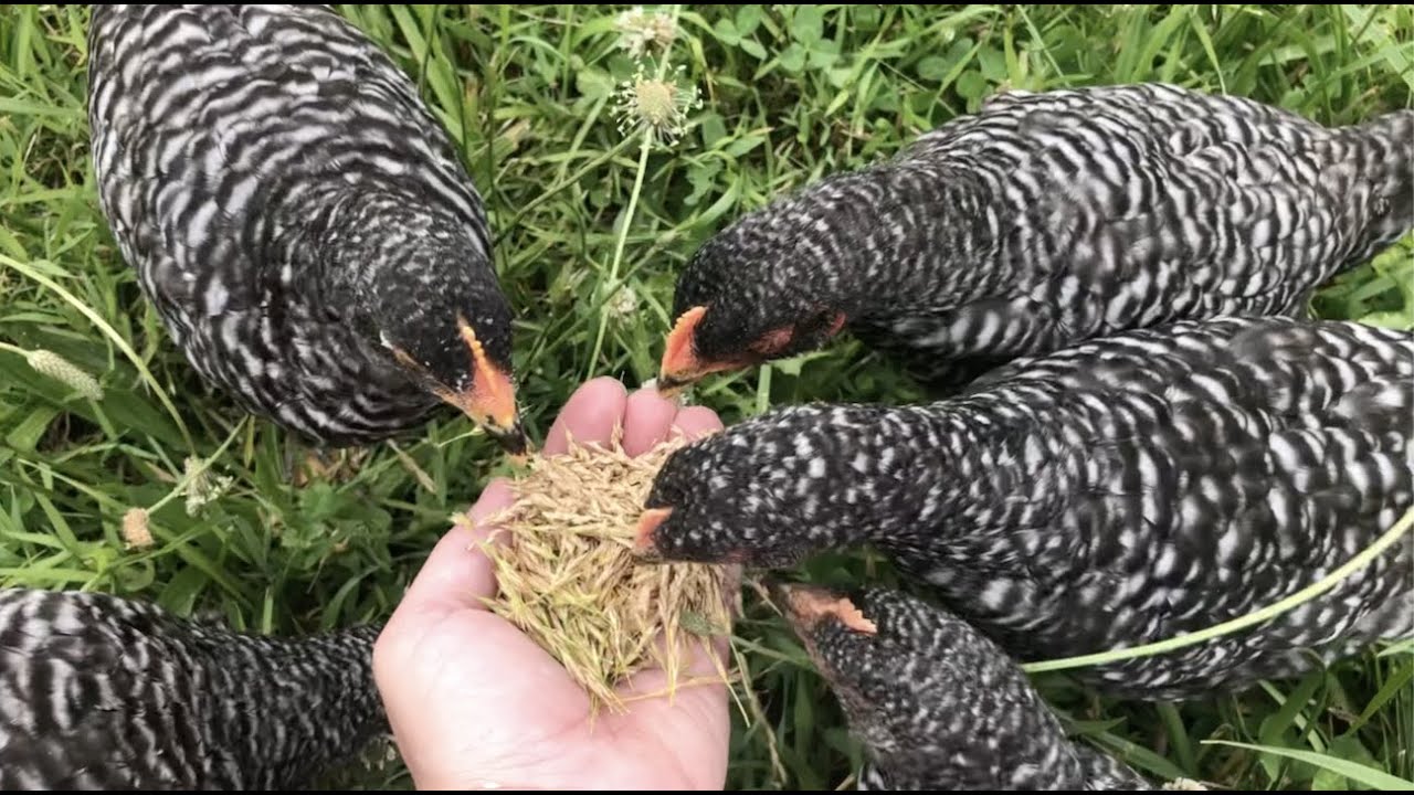 Mid-June Foraging - Treats for the Barred Rock Pullets - YouTube