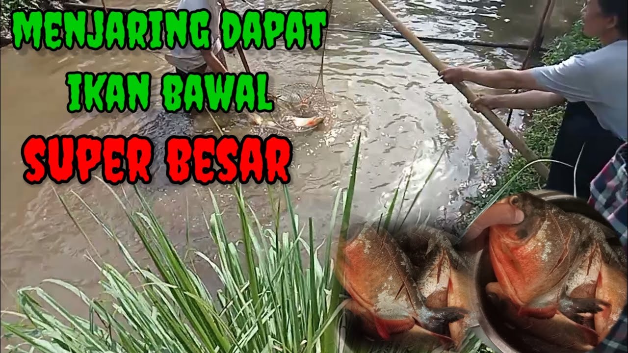 memancing ikan - menjaring ikan bawal - YouTube