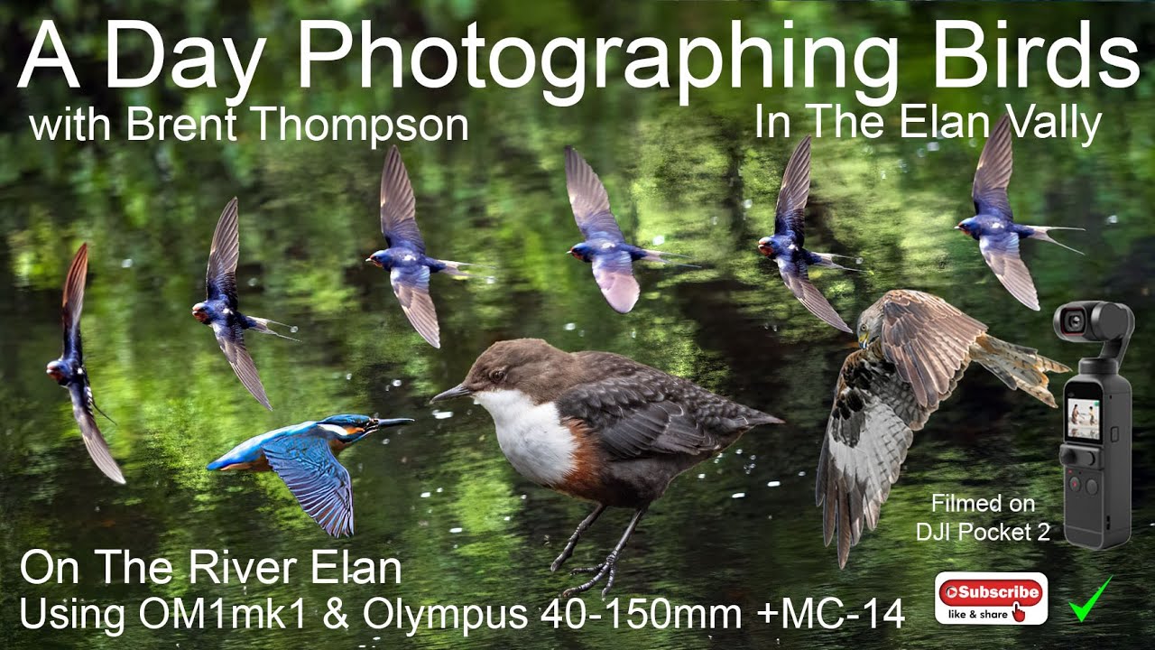 A Day Shooting Birds At Elan Valley 2024 with Brent Thompson with the ...