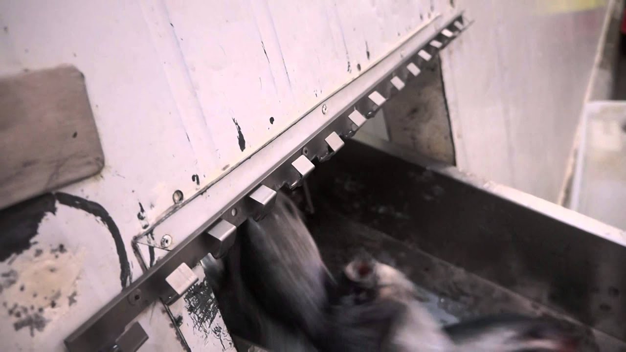 Descamadeira de Peixe. (peixes descamados). - Ata Inox - YouTube