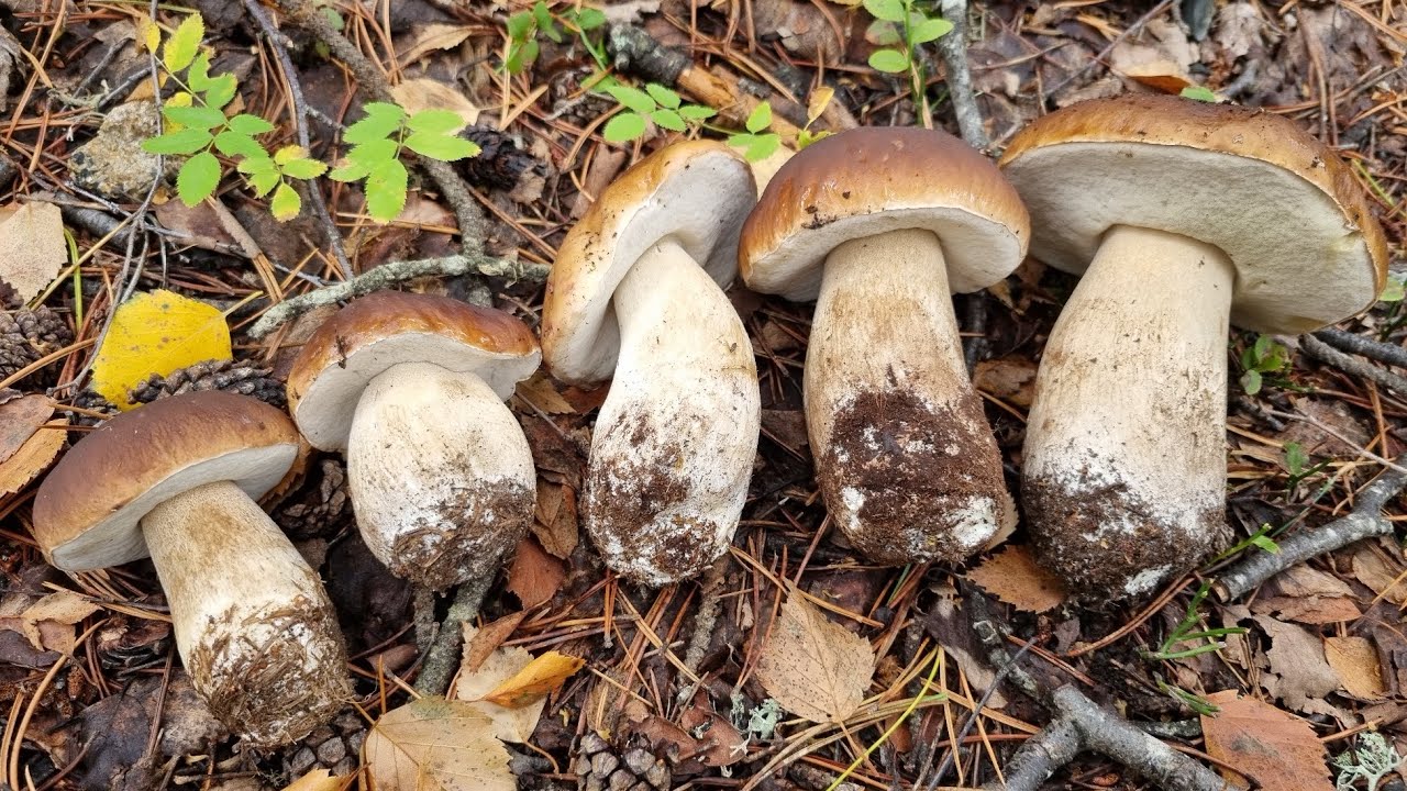 Cèpes de Bordeaux en famille ️ Magnifique cueillette du 25/09/22 ...