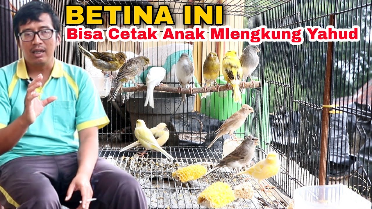 Jodoh Yang Tepat untuk Kenari Sf ( Kenari Scotch Fancy ) supaya anaknya ...