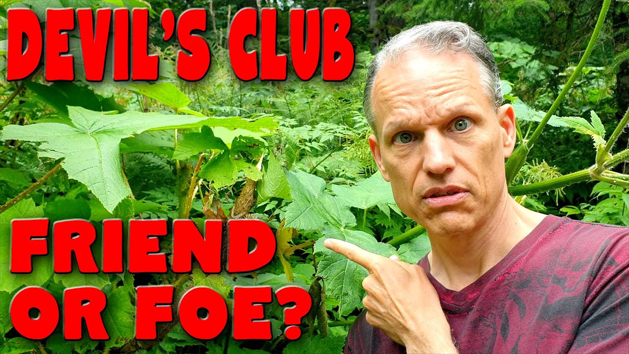 DEVIL'S CLUB Friend or Foe? Benefits & side effects of Oplopanax Horridus - YouTube