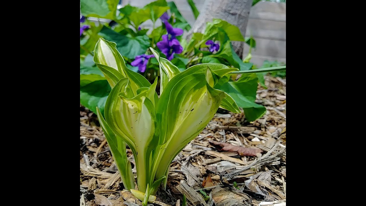 Eating Hosta: What Parts to Eat and When to Eat Them - Coffee with the ...