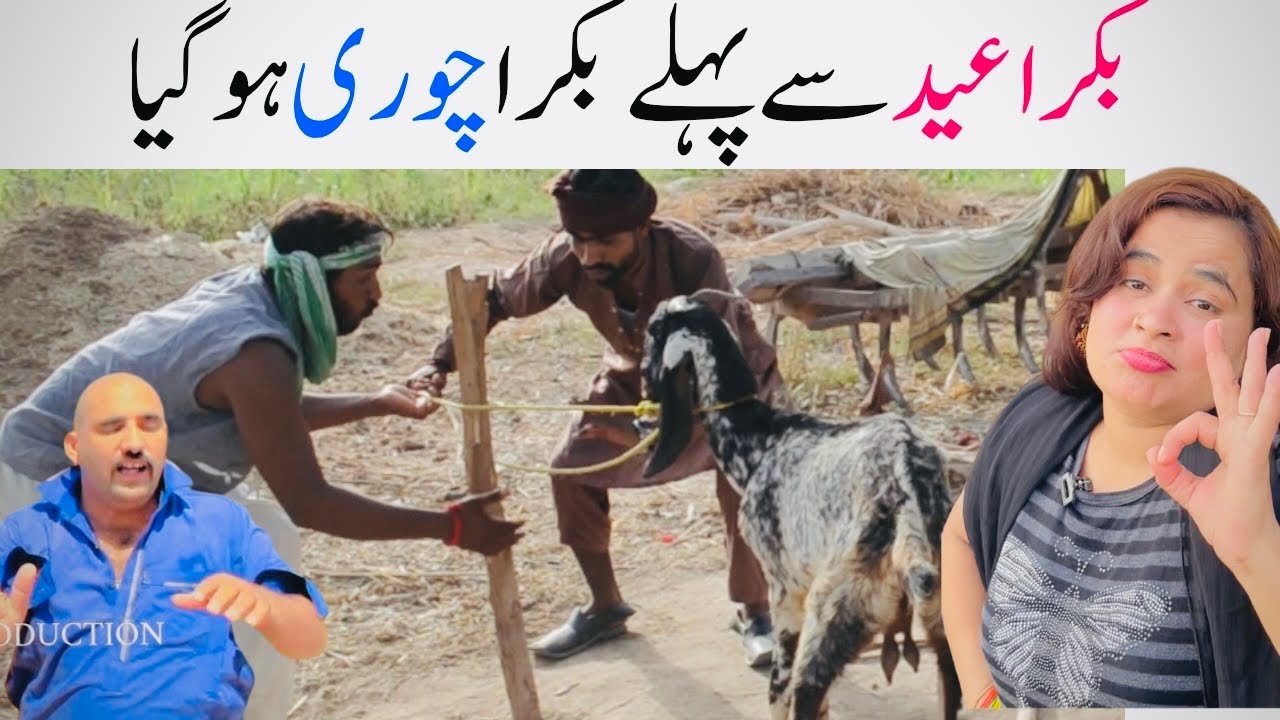 BAKRA CHOR #funny #funnyvideo Ramzi, Noori, Bilo ,Bhootna, nora, taswar ...
