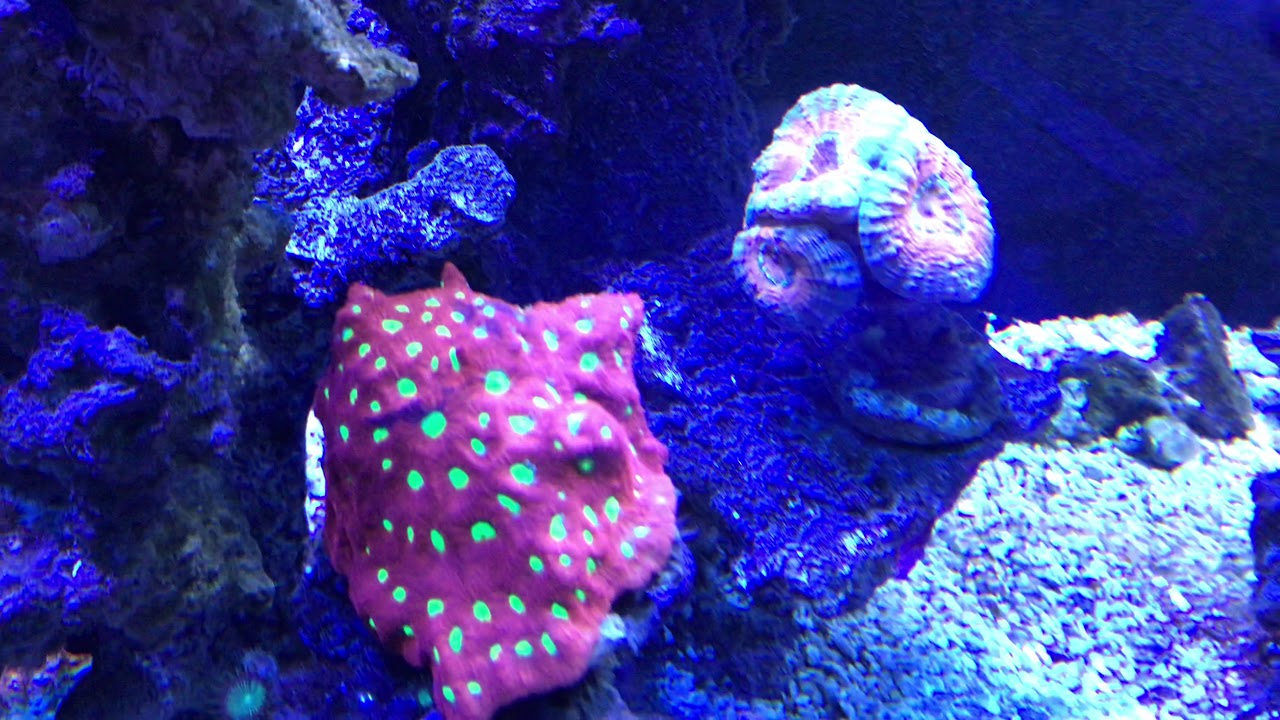 JEBAO 200 gallon reef tank update - YouTube