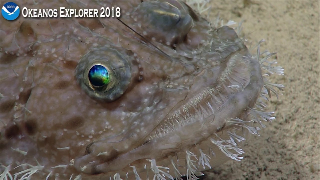 Okeanos Explorer Video Bite: Brilliant close up of a Goose Fish - YouTube