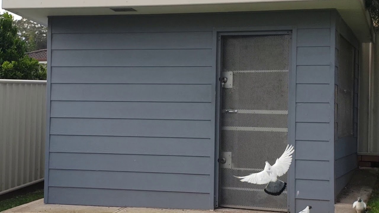Donek pigeons wollongong - YouTube