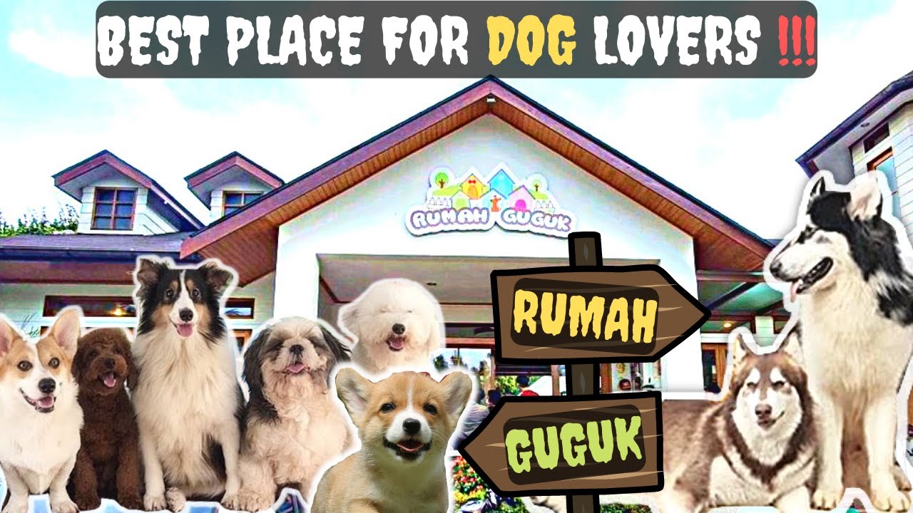 Rumah GuGuk Bandung | Walking Tour Surganya Pecinta Anjing - YouTube
