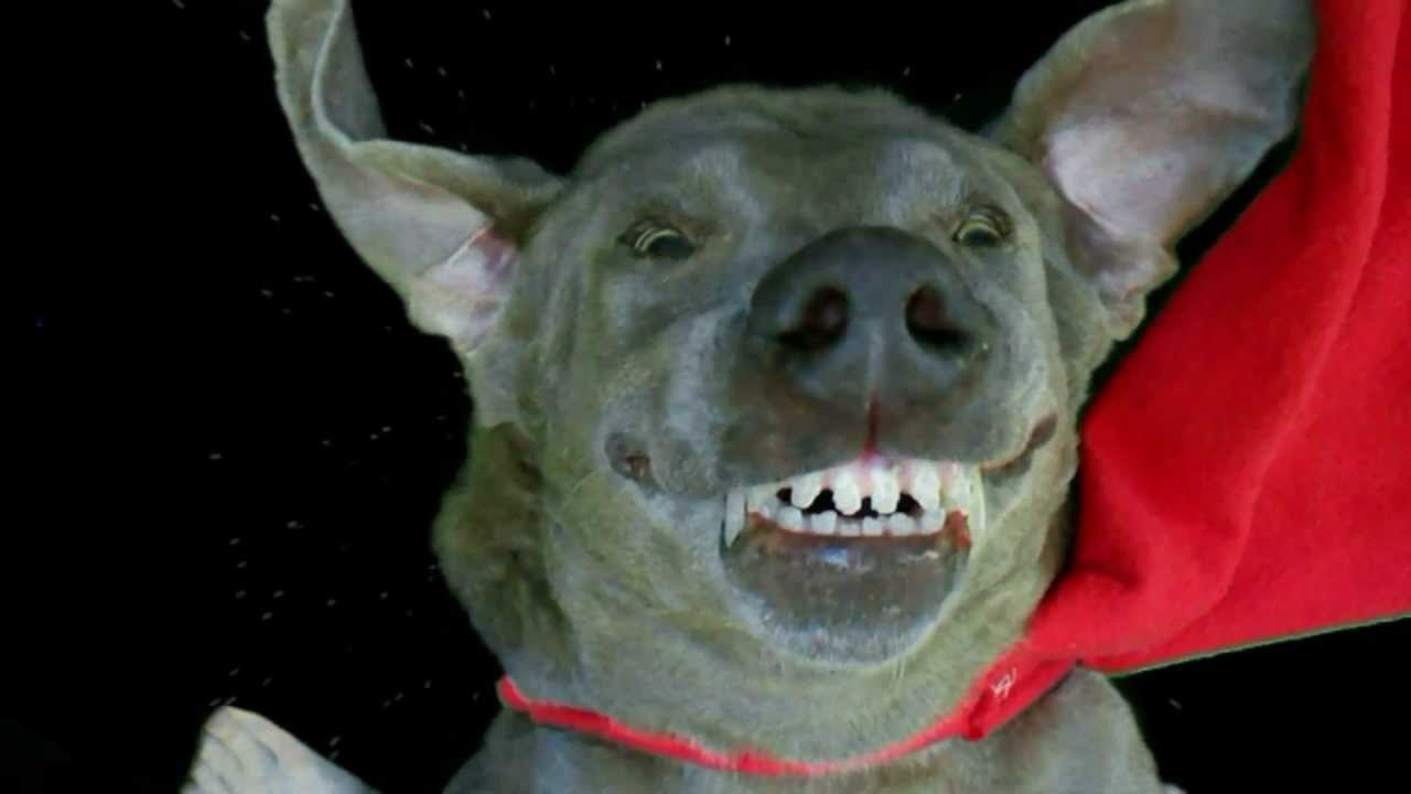 Dog Farts Super Funny Hilarious talking Dog lets Awesome some farts,Omg ...