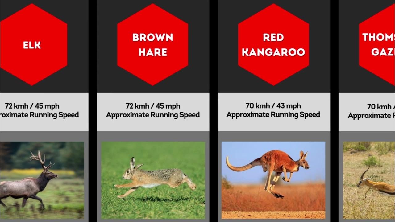 Top 25 Animal Speed Comparison - YouTube