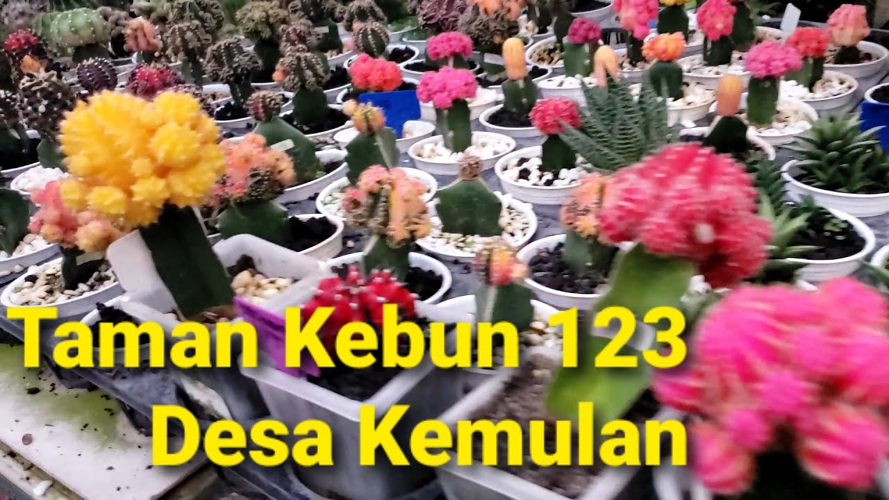 Taman Kebun 123 Desa Kemulan Part 1 - YouTube