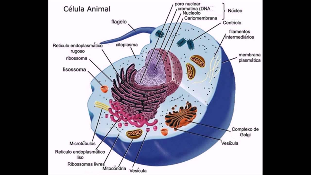 Types Of Cells YouTube Types Of Cells YouTube