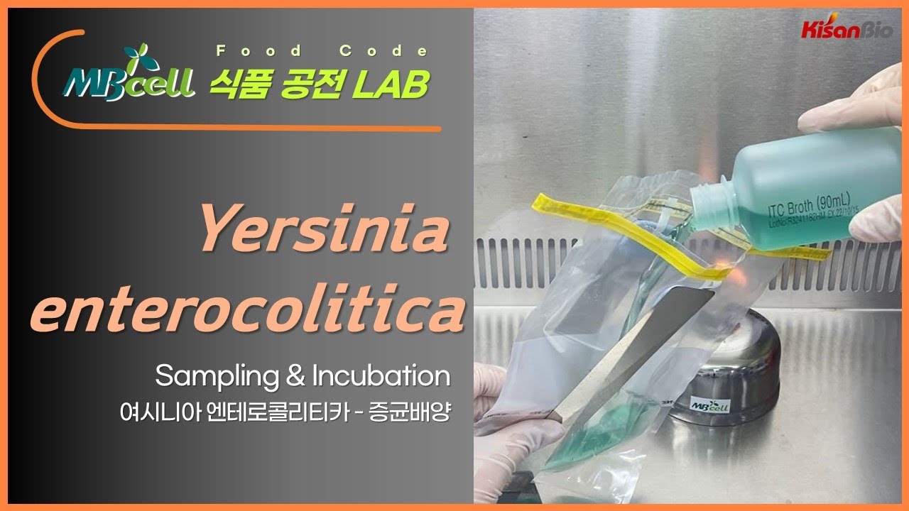 MBcell 식품공전 여시니아 엔테로콜리티카 시료 증균배양 실험하기! ( Yersinia enterocolitica ...