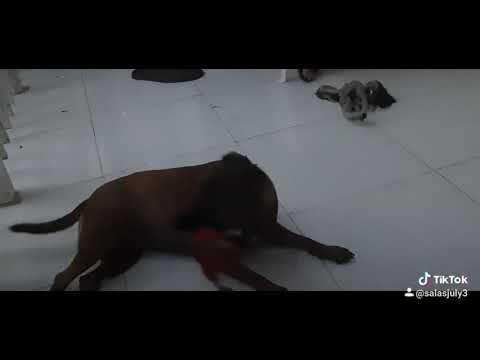 Tik Tok Con Gea