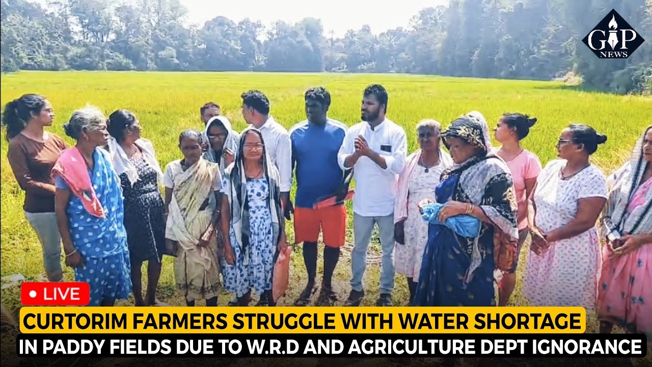 Curtorim Farmers Struggle with Water Shortage in Paddy Fields due to ...