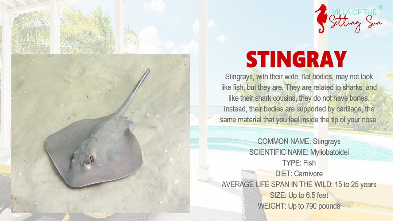 Villa of the Setting Sun Key West Private Beach Stingray at the Villa ...