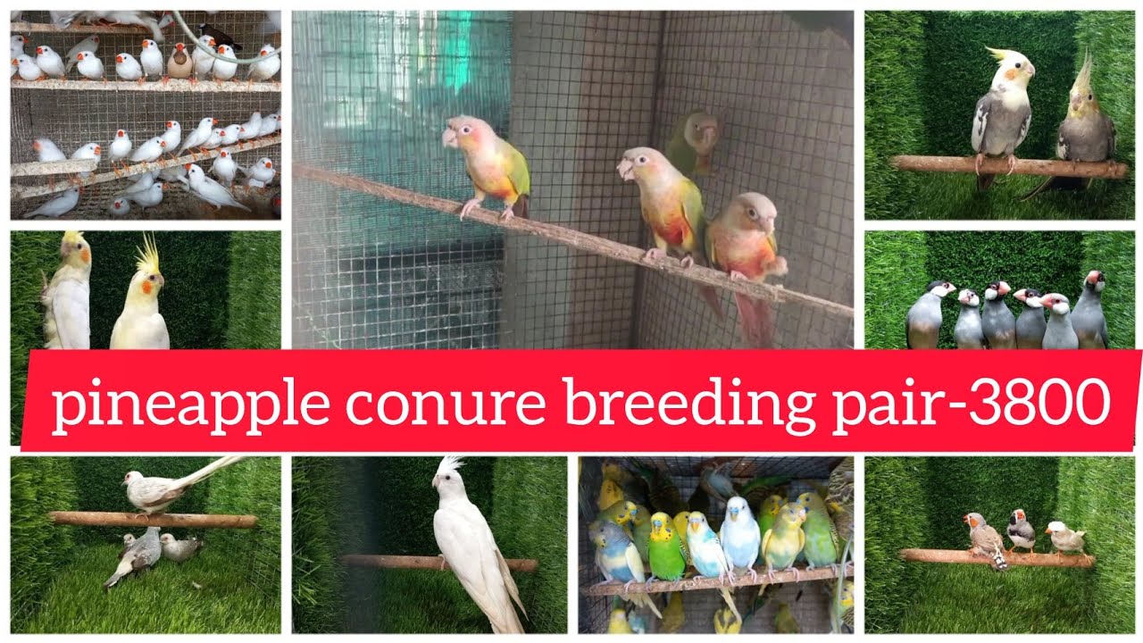 കറുത്ത ജാവ ബ്രീഡിംഗ് ജോഡി-750 /birds /Aviary /Java /cocktail /finches ...