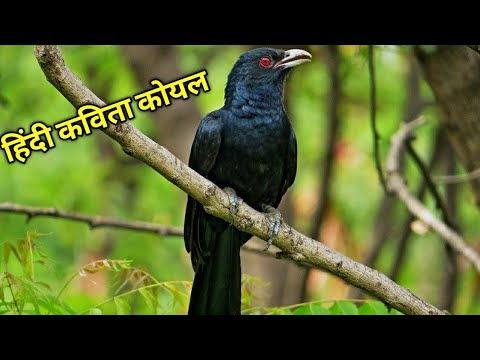 हिंदी कविता कोयल | कोयल बोली मीठी बोली | Koyal Hindi Rhymes for ...