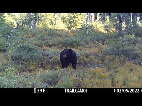 Big Oregon Black Bear caught on trail camera. - YouTube