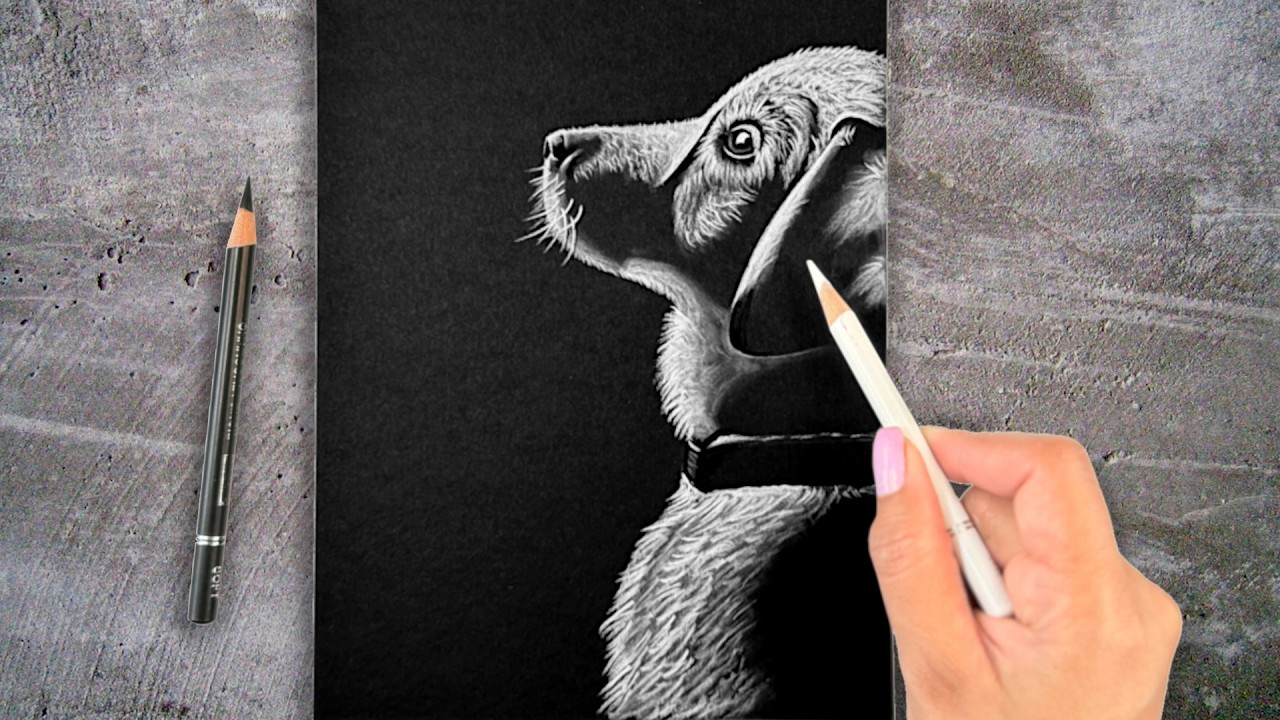 How to Draw Cute Dog using white color pencils - YouTube