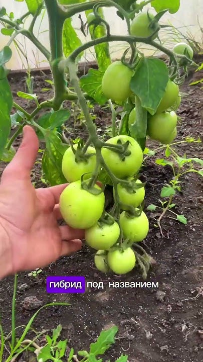Томаты от агрофирмы партнер, леон и лимеренс. Я конечно не фанат ...