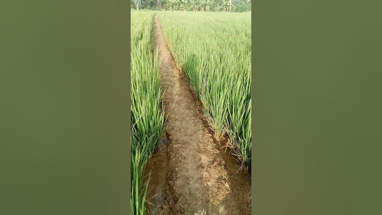 Jalan di persawahan#desa #sejuknya #shortvideo - YouTube