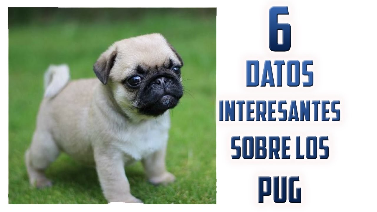 Top 6 Datos Interesantes Que No Sabias Sobre Los Perros Pugs - YouTube