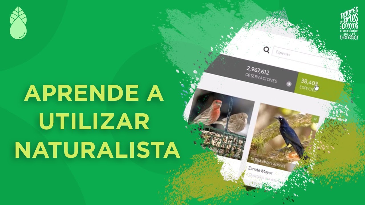 Aprende a utilizar la plataforma naturalista - YouTube