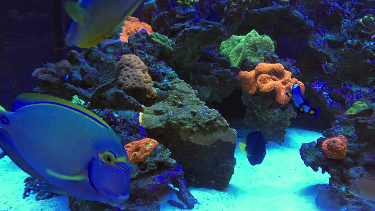 Palani Tang Reef Aquarium - YouTube