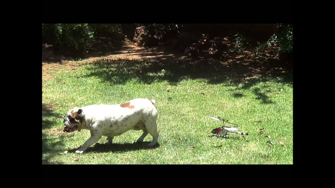 Bulldog wanting to catch a Helicopter - YouTube