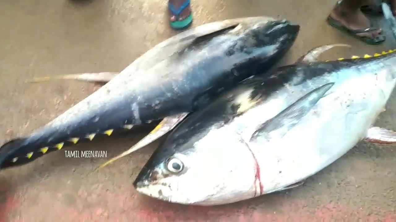 Big Fish Hunting in Sea | Fishermen in a Sea Boat catching Fish | tuna ...