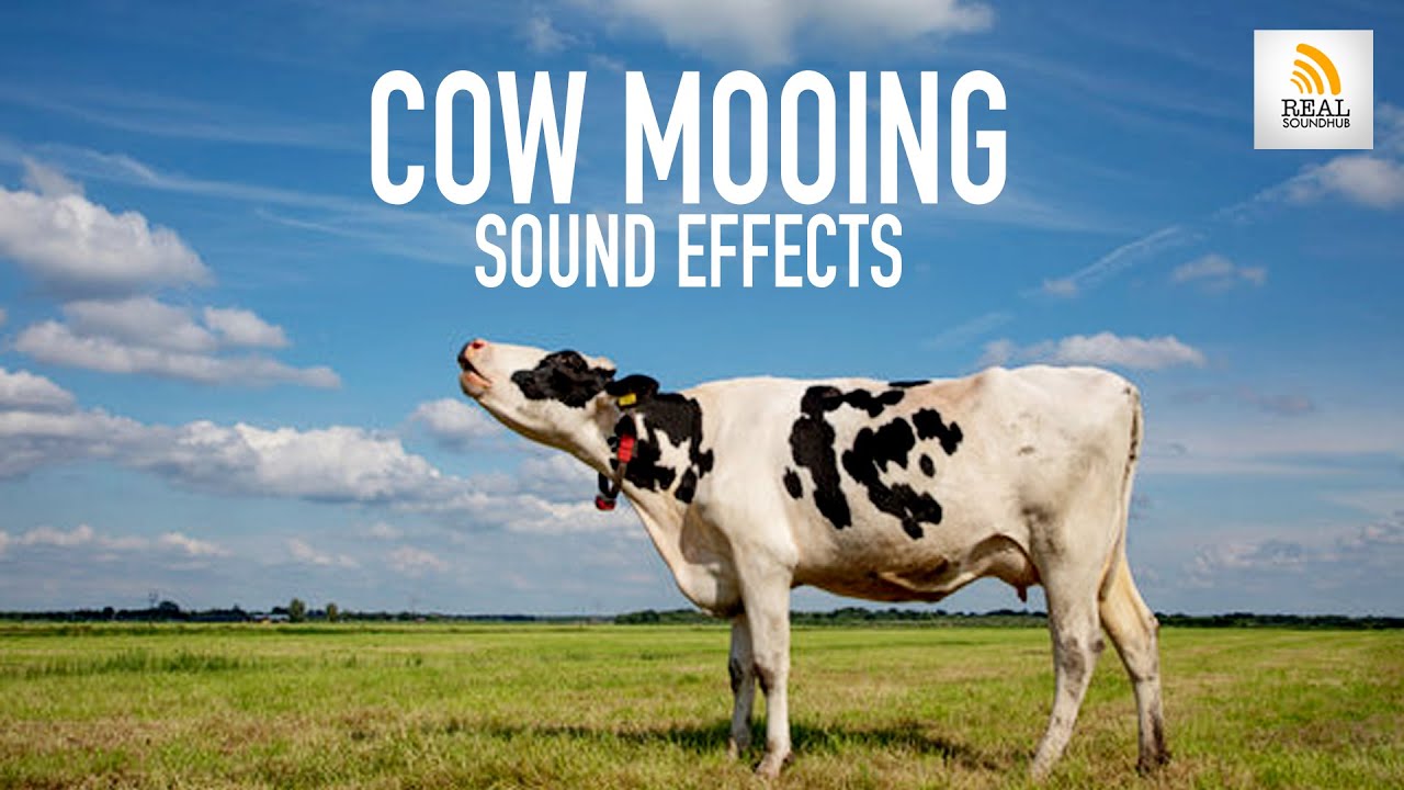 Cow Mooing Sound Effects - YouTube