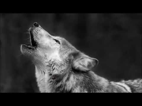 köpek uluma sesi, uluyan köpek