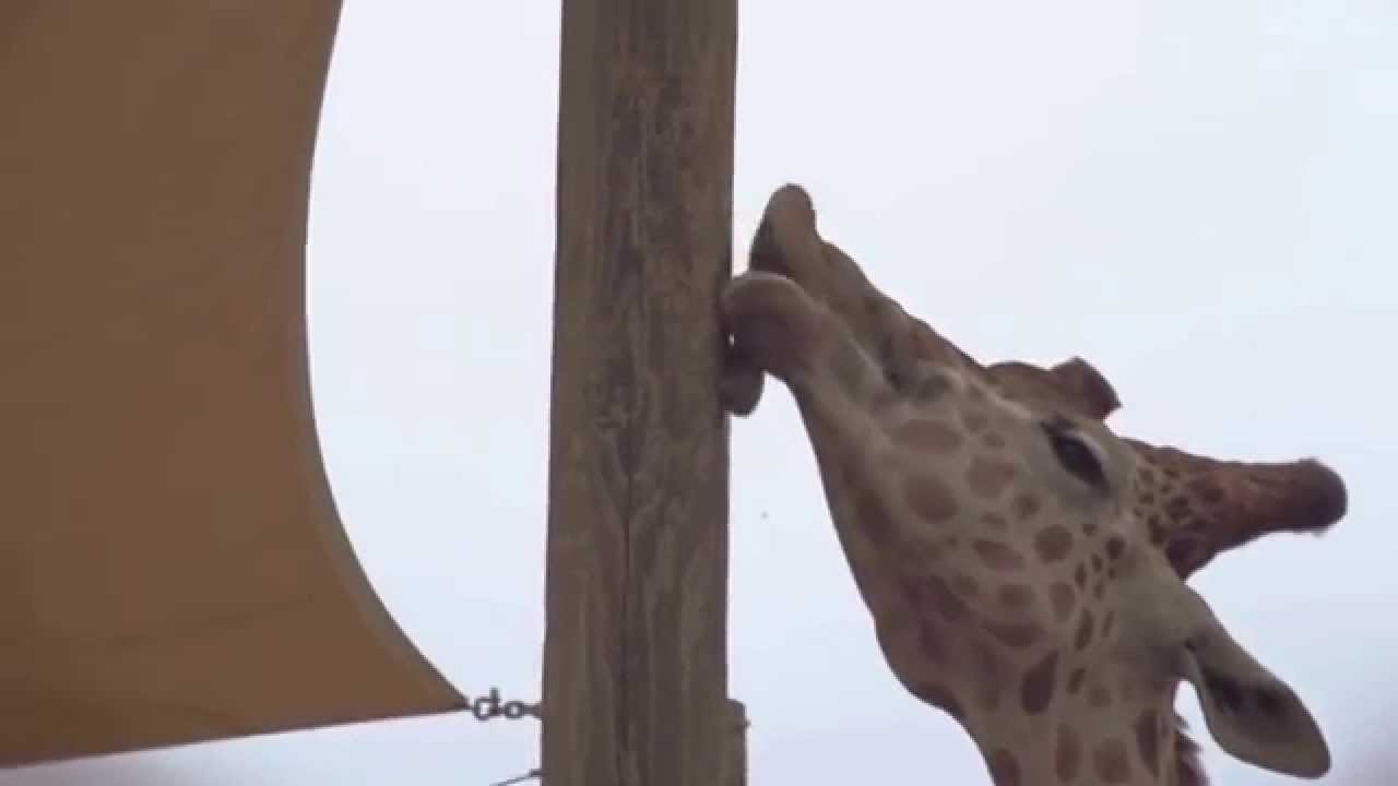 Giraffe Makes out with pole - YouTube