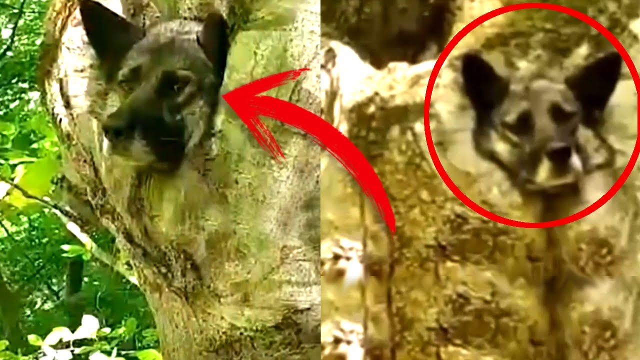 მამაკაცს ტყეში ტირილის ხმა მოესმა,როცა ნახა რა ხდებოდა გაოცებისაგან ...