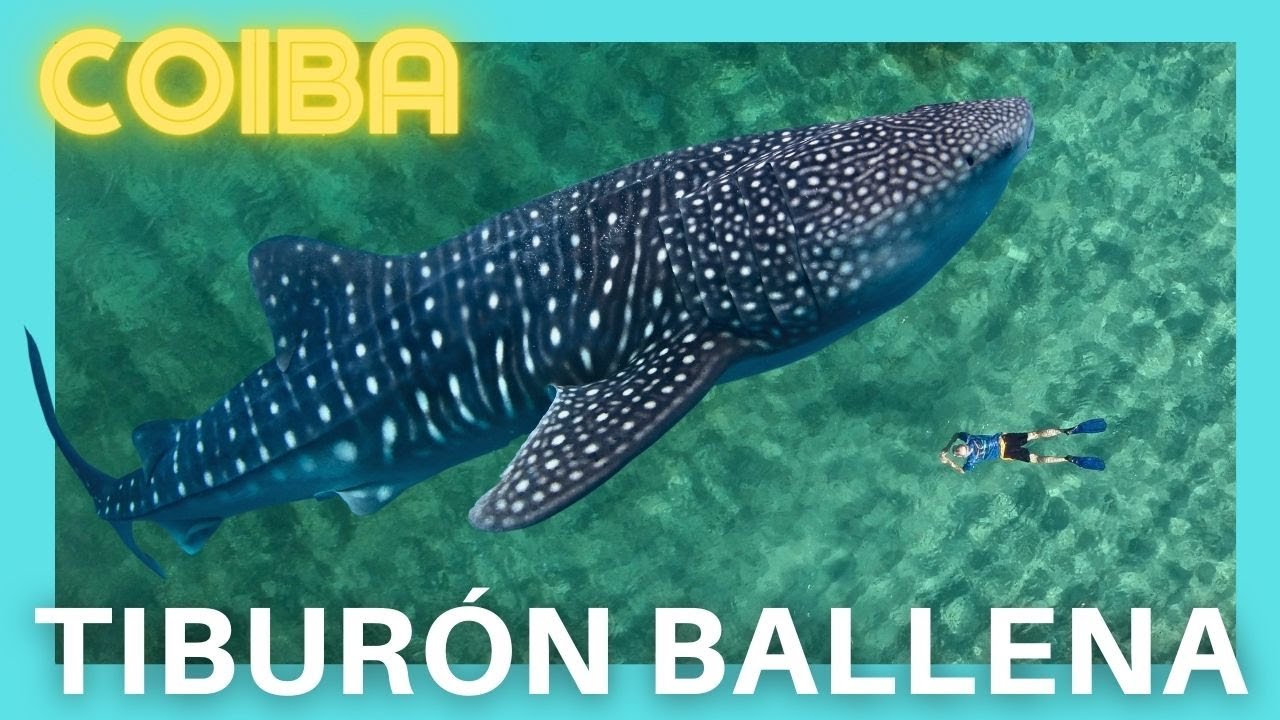 🔵 La INCREIBLE experiencia de BUCEAR a PULMON con un TIBURÓN BALLENA en ...