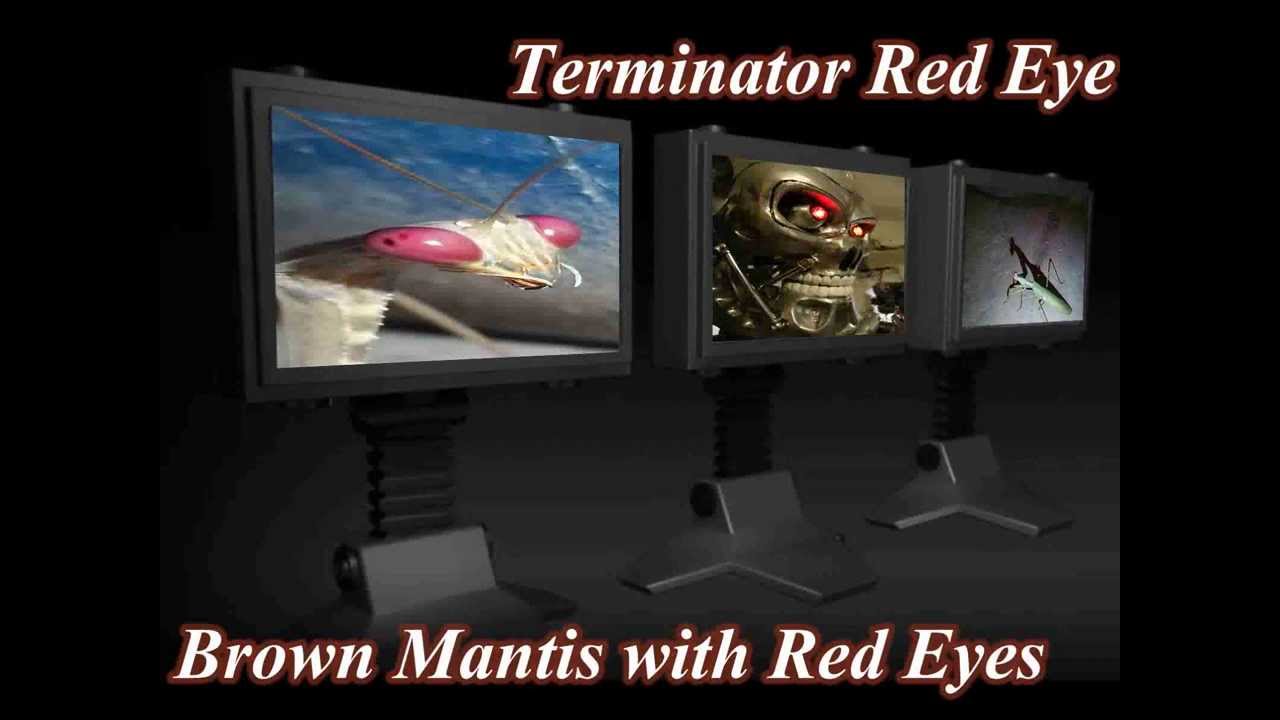 Terminator Red Eye Brown Mantis with Red Eyes Strange, Scary - YouTube