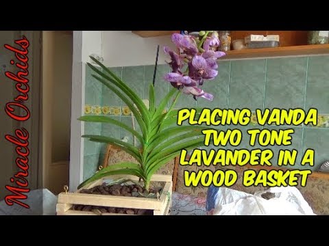 Placing my new Vanda Two Tone Lavander in a wood basket with orchiata ...