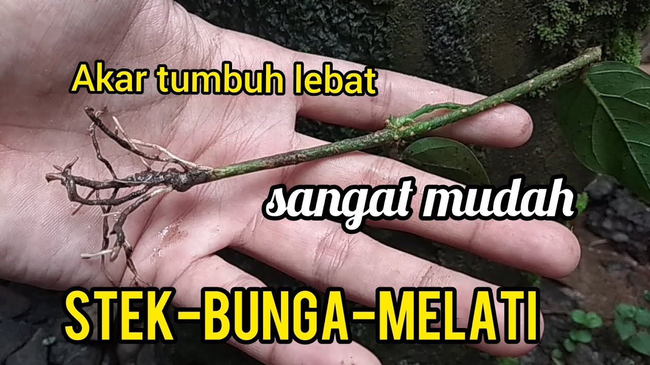 Cara stek bunga melati agar akar tumbuh lebat - YouTube