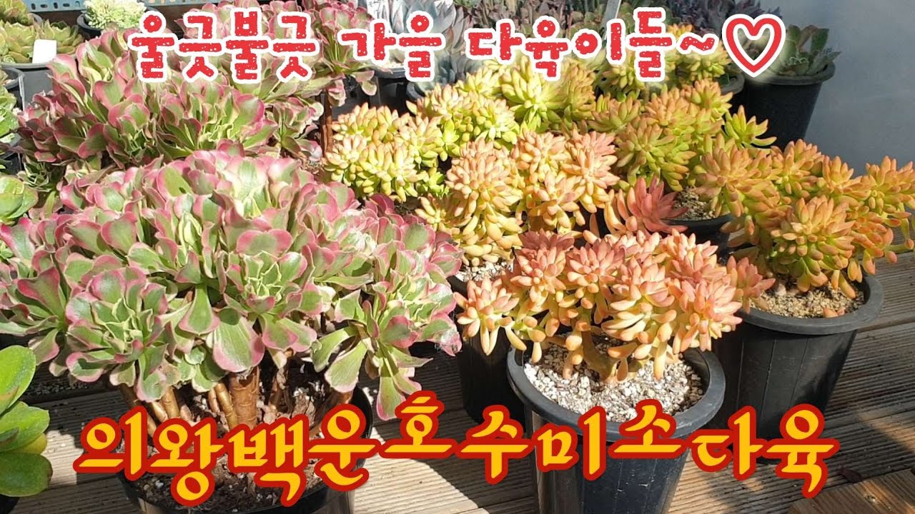 의왕백운호수미소다육 다육식물 다육이 다육이판매 예쁜다육 군생다육이 Succulent 多肉植物 Youtube