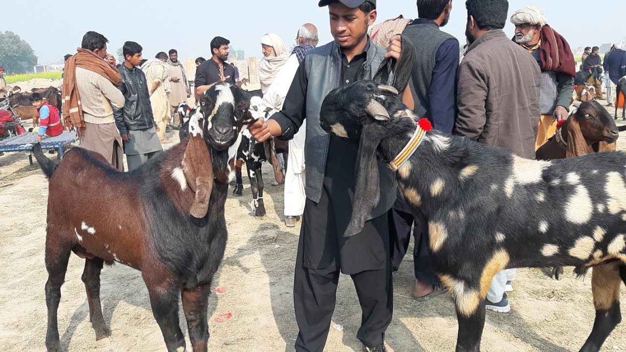 GOAT MANDI SAHIWAL UPDATE TODAY | 03-01-2023 | TARIQ GOAT INFO - YouTube