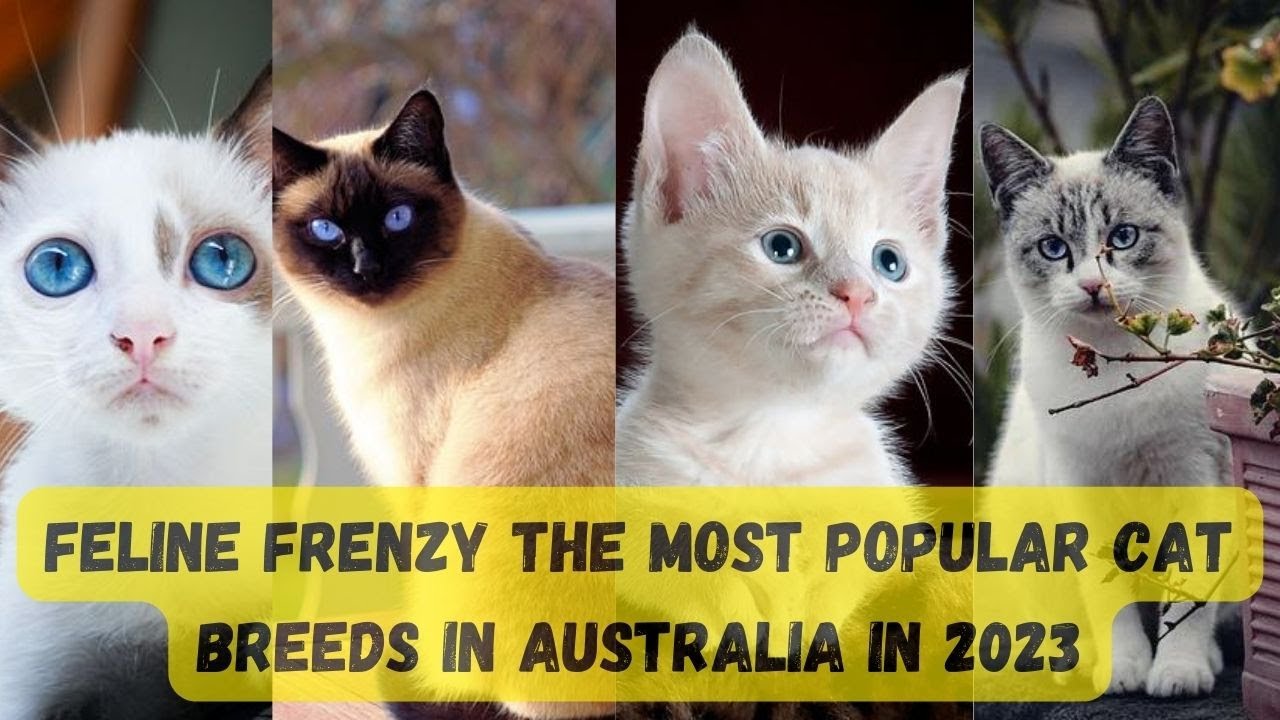 feline frenzy the most popular cat breeds in australia in 2023(4K Video ...